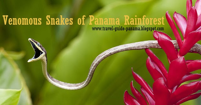 Venomous Snakes of Panama Rainforest | Traveling in Panama