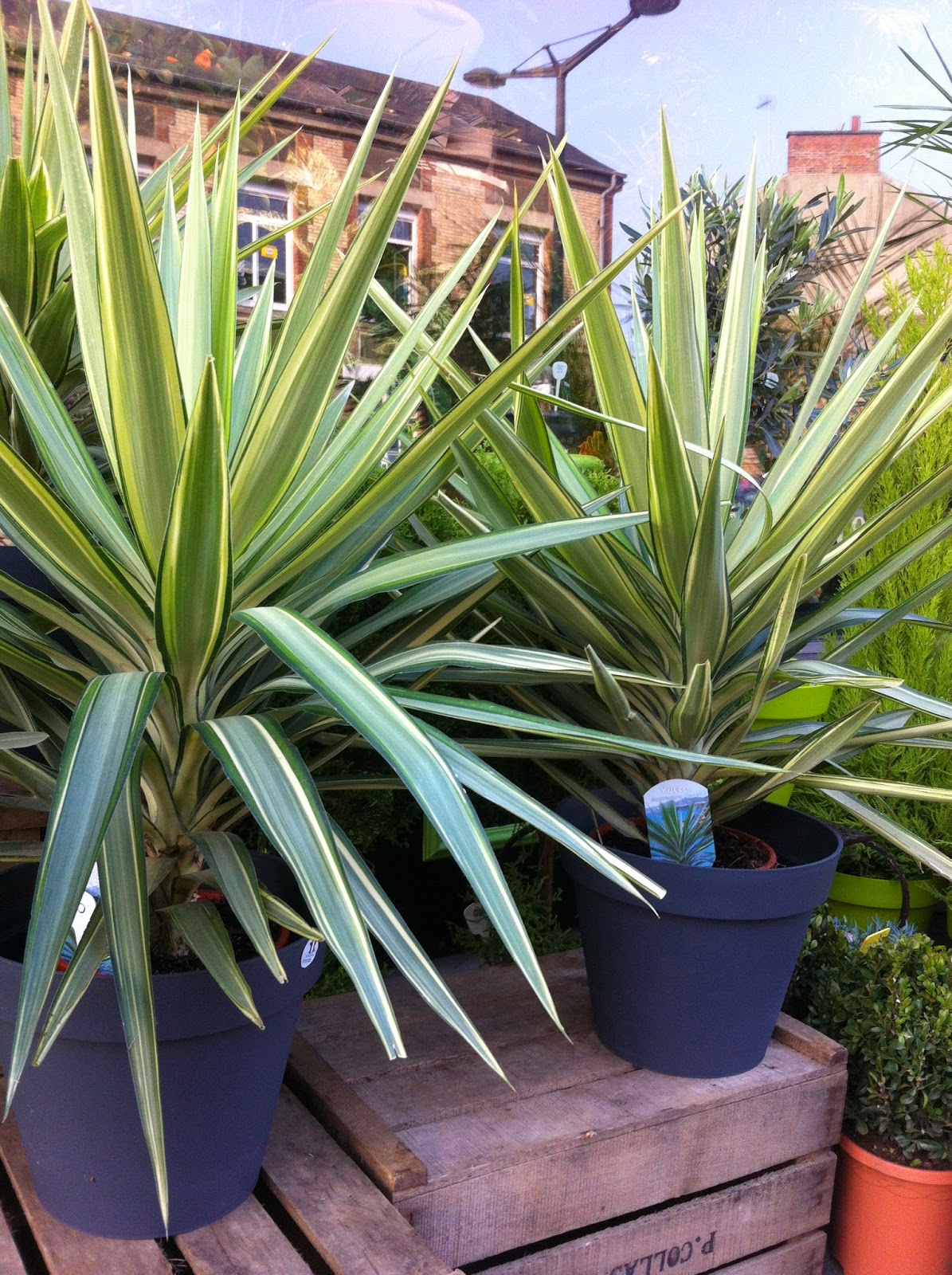 Fleuriste Isabelle Feuvrier: Le yucca d'extérieur