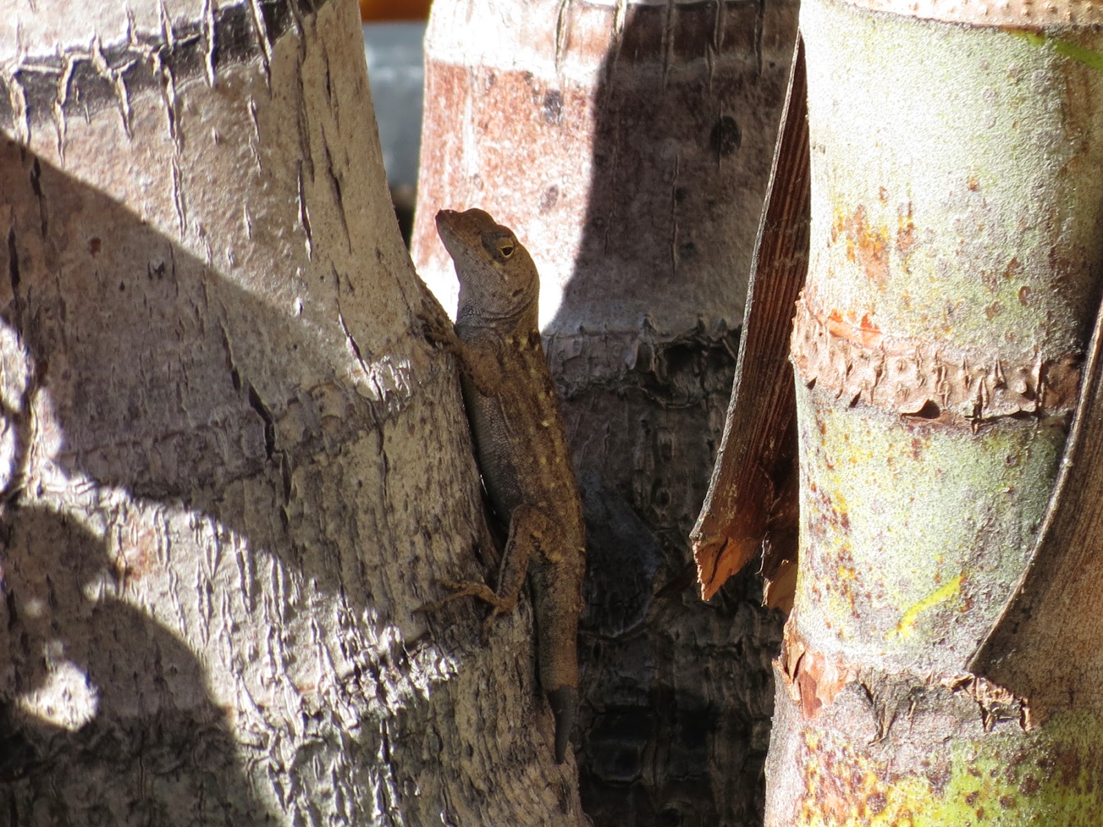 The Backyard Oasis: Brown Anole Lizard spinal cord injury/paralysis ...