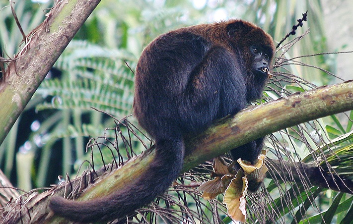 I Love Nature - Flores do Brasil: Bugio