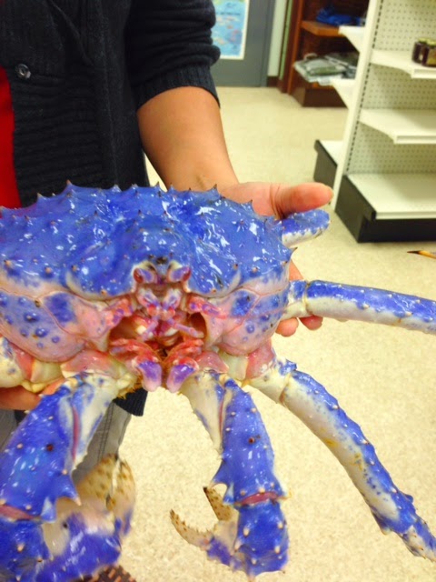 Nome, Alaska: Rare Blue King Crab