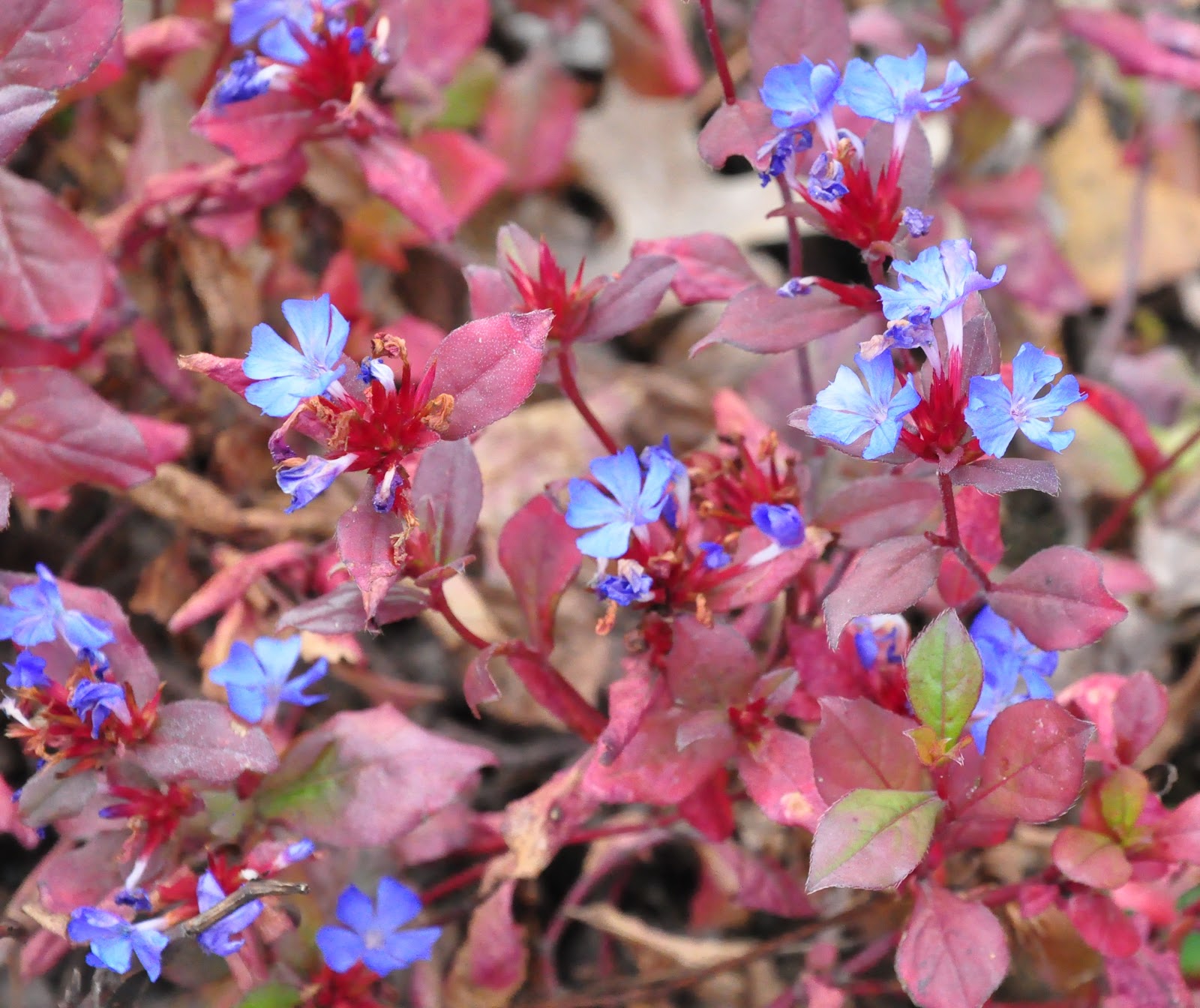 Garden with Betty Cahill: Practically Perfect Plant - Plumbago