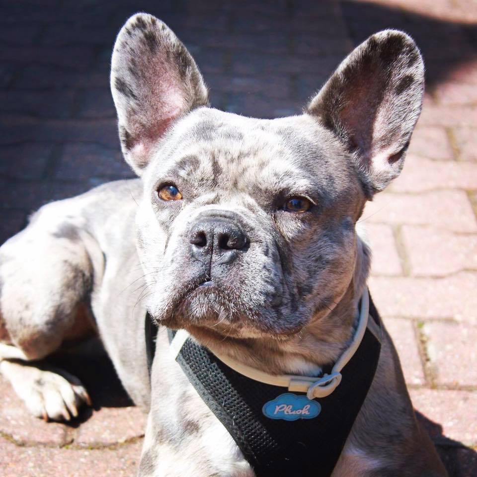 Little Frenchies: Es hat geklappt ♥