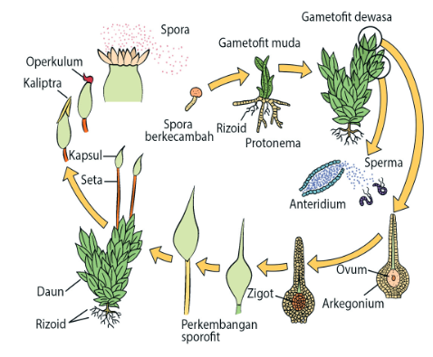 Reproduksi Bryophyta - Geograph88