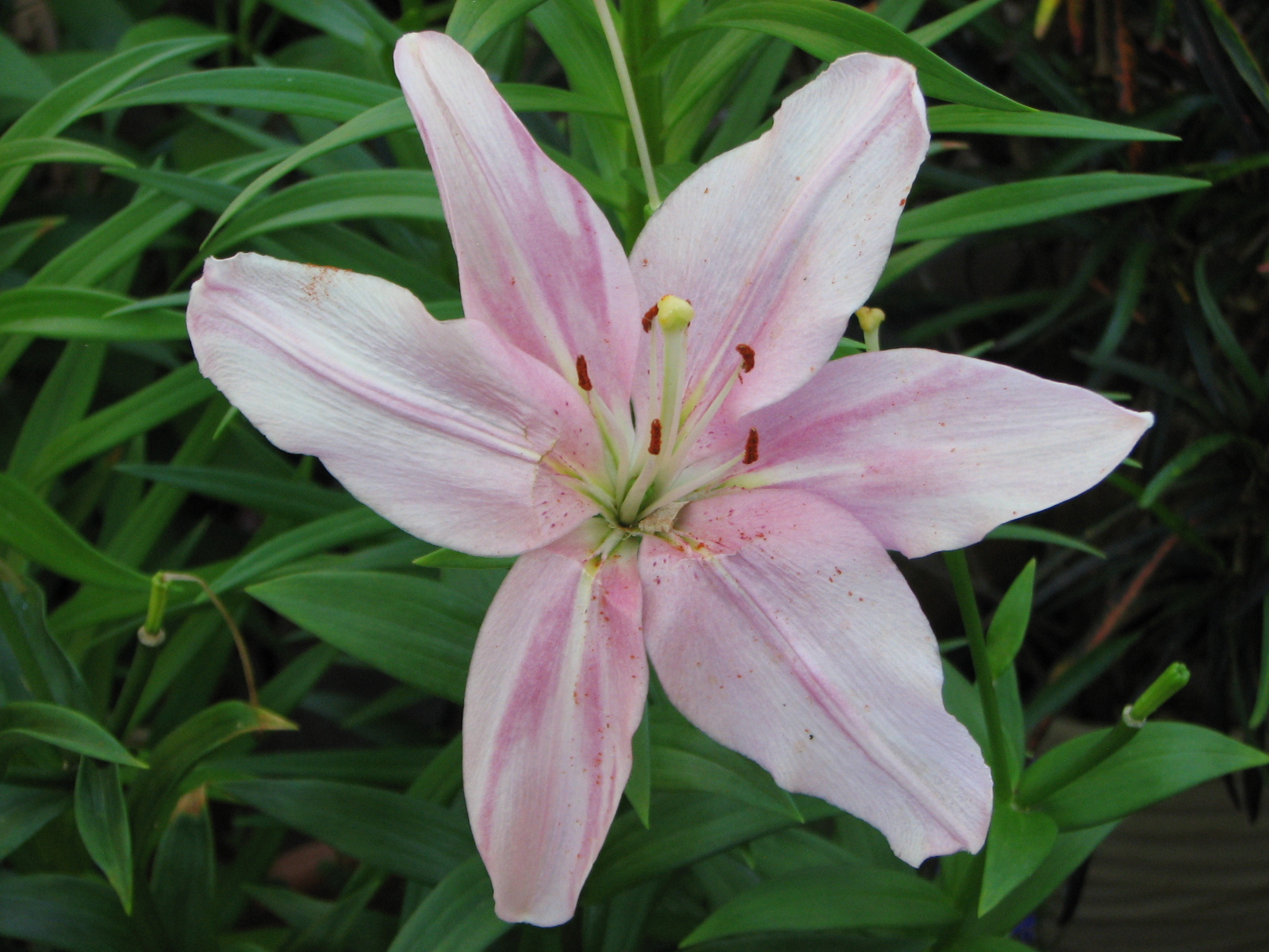Bush Bernie's Blog: Friday Flower Flaunt ... The Lily Show