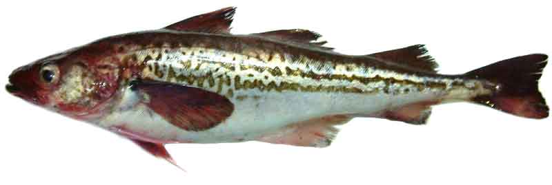 Peixe Polaca Do Alasca é Remoso - EDUCA