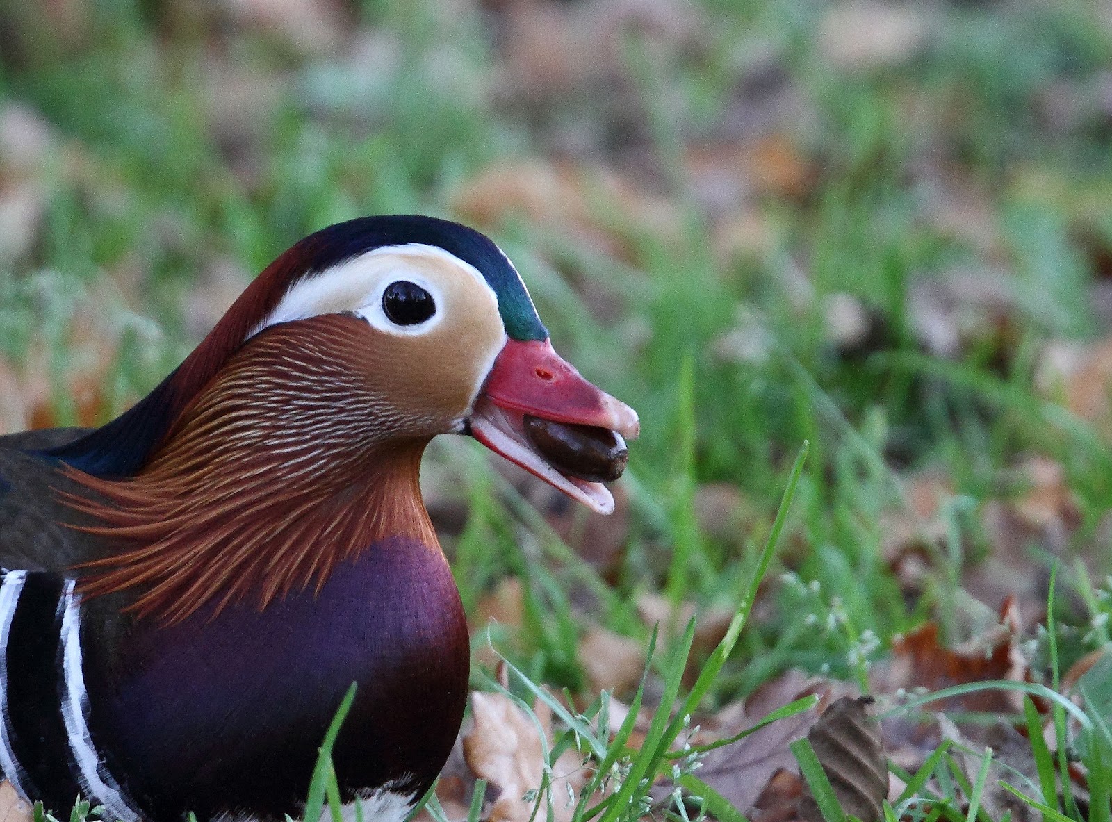 Tuulanhavis: Kotkan mandariini