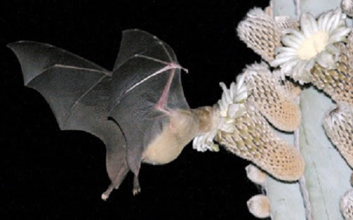 Insect-eating bat outperforms nectar specialist as pollinator of cactus ...