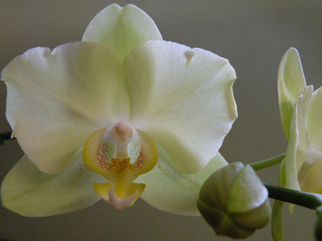 Annela lilleaed: Kuukingade nimetud hübriidid meie kaubandusest