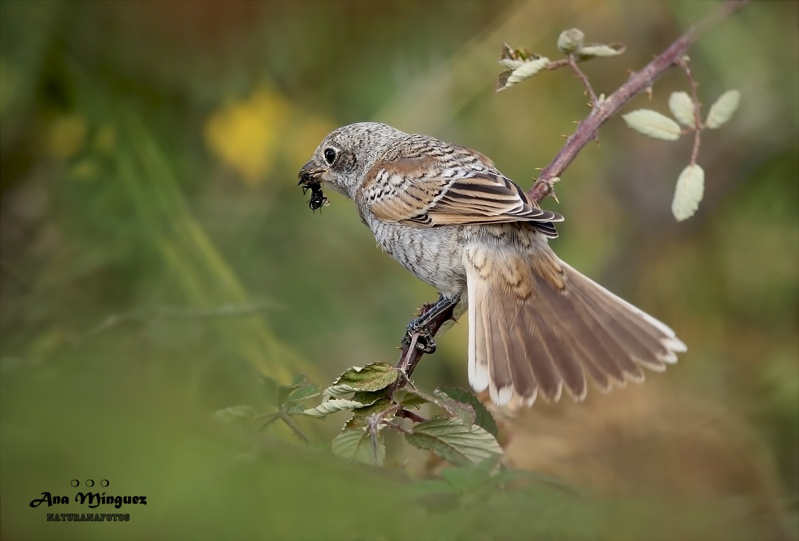 NATURANAFOTOS: Un día entre Alcaudones...