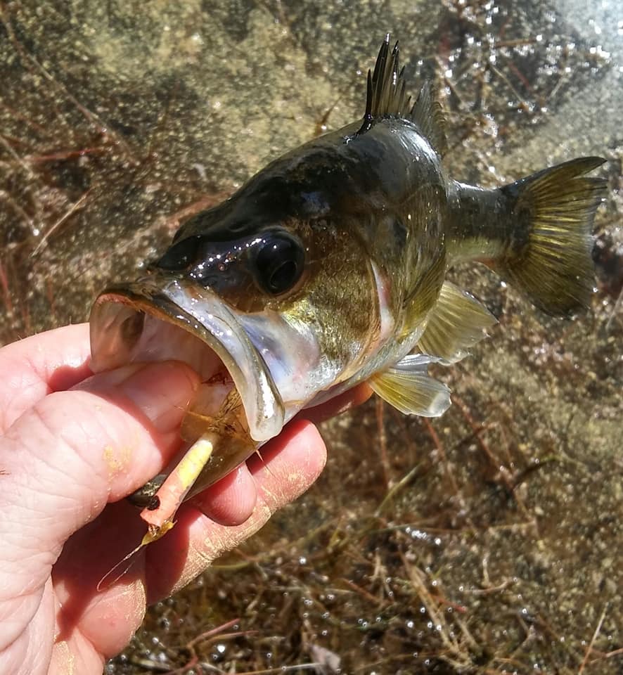 Palmetto Fly N' Fish: March 2019