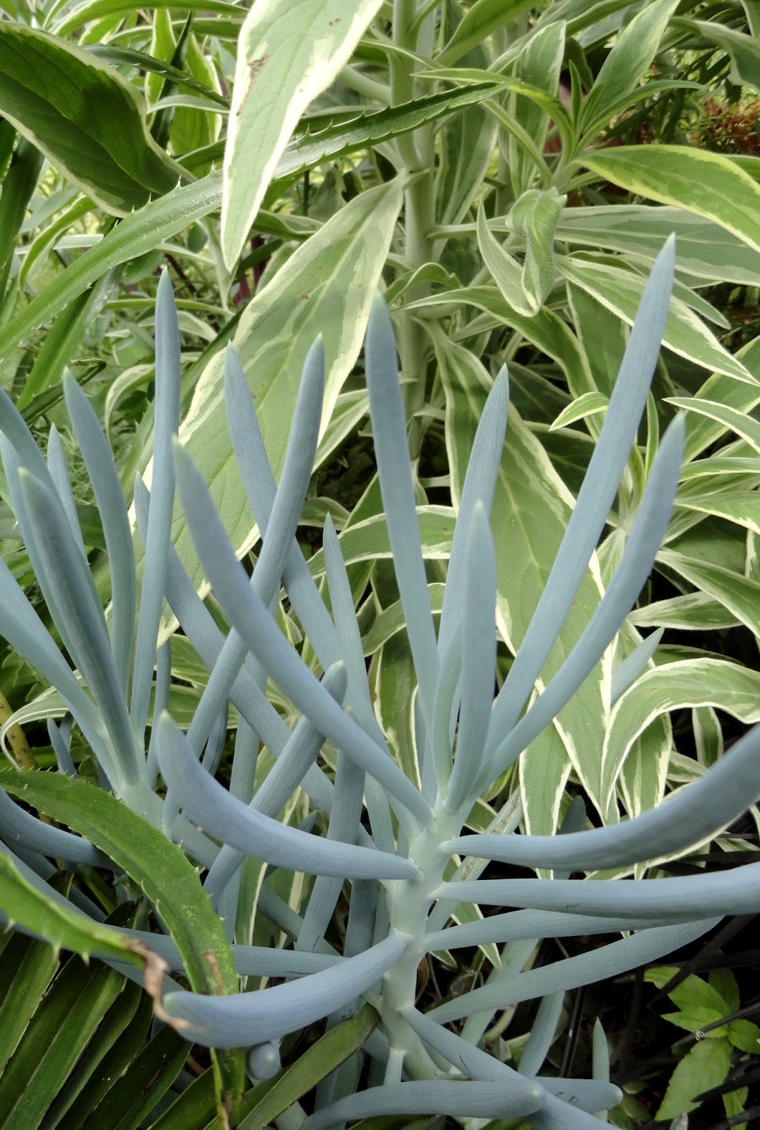 Senecio Mandraliscae Blue Chalk Sticks