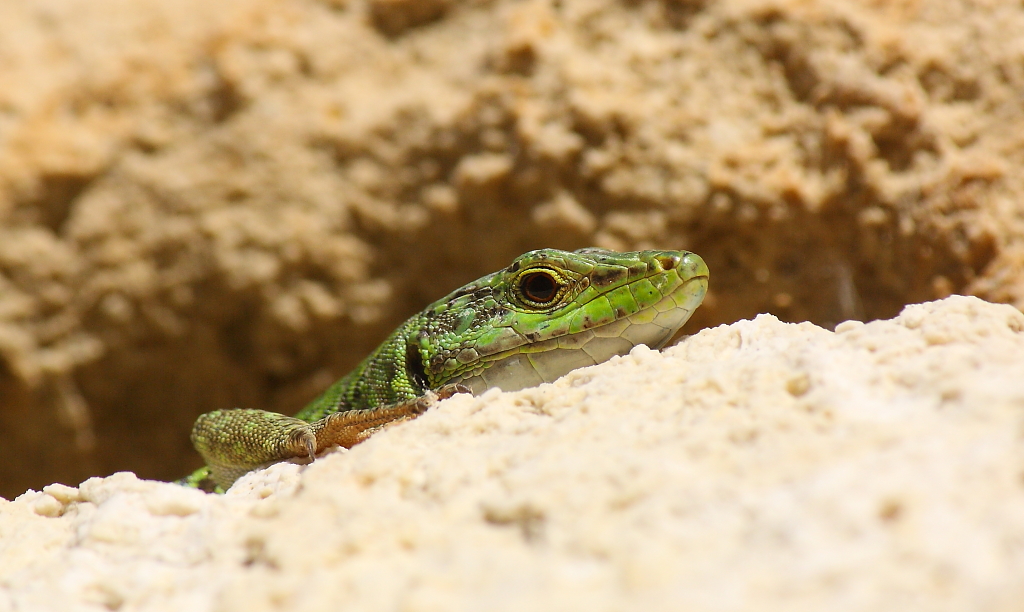 Wild Menorca: Amphibians and Reptiles