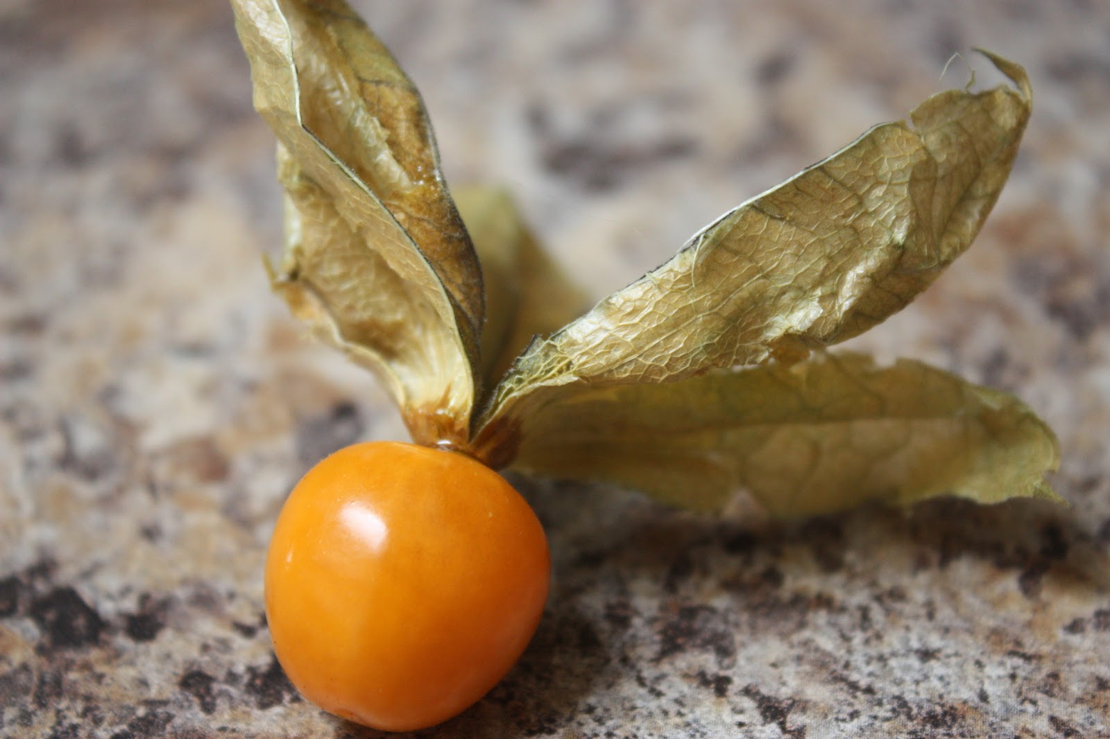 Pichuberry or Inca Berry - Polish Housewife