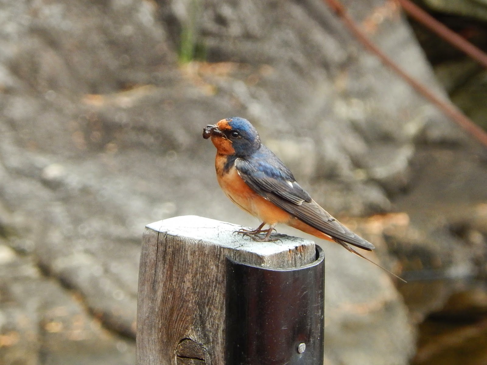 Powell River Books Blog: Barn Swallows Round Two