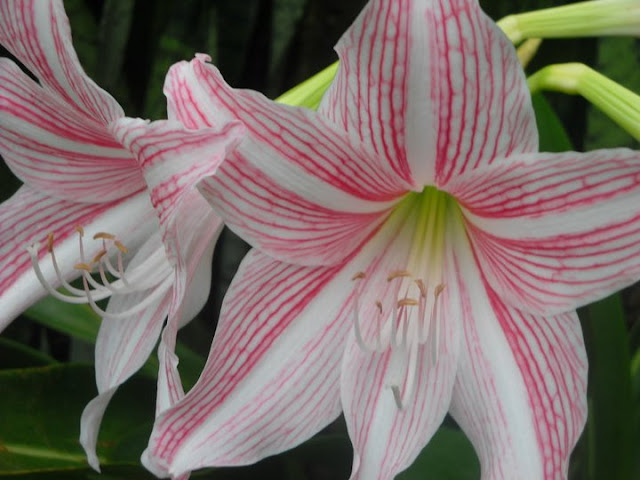 ..Cooking with soul.....: POKOK BEBAWANG