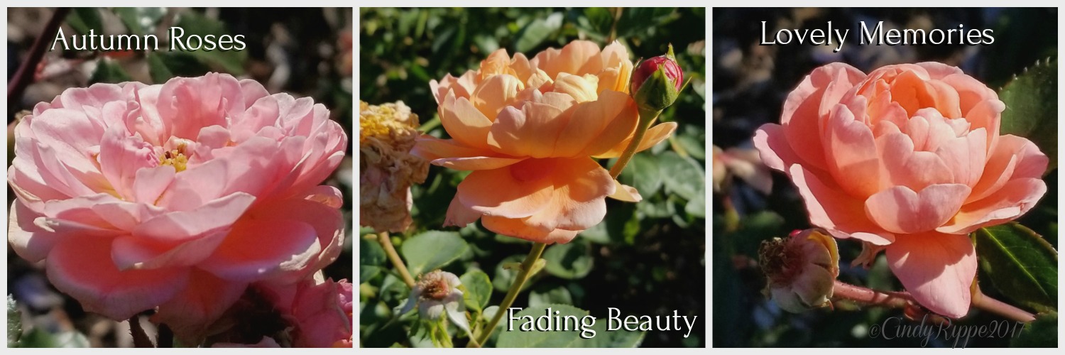 Cindy Rippe, Artist - Florals - Family - Faith