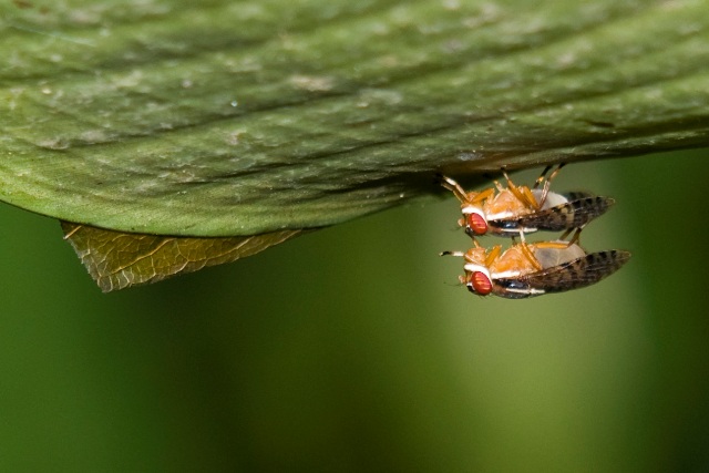 Singapore Wild Animals: True Flies
