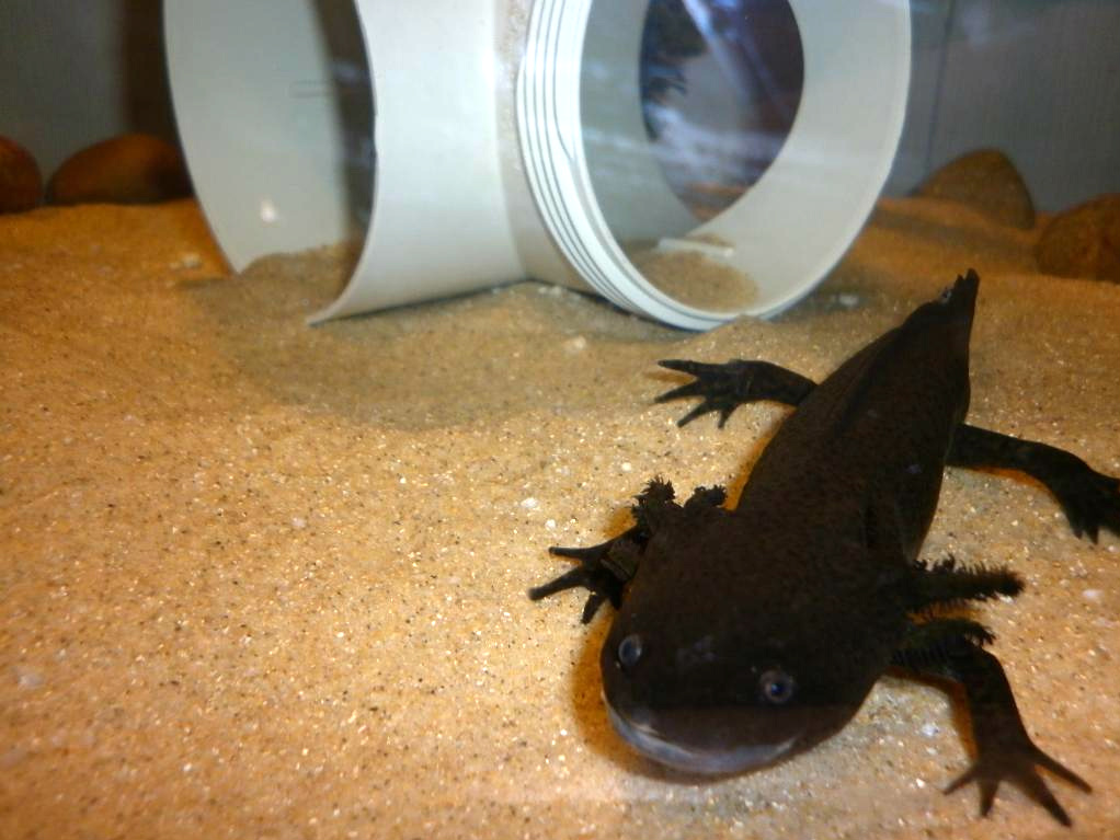 All About Axolotls: My Axolotls