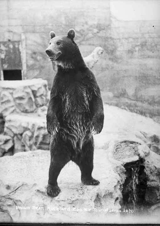 Timespanner: Bear days at Auckland Zoo