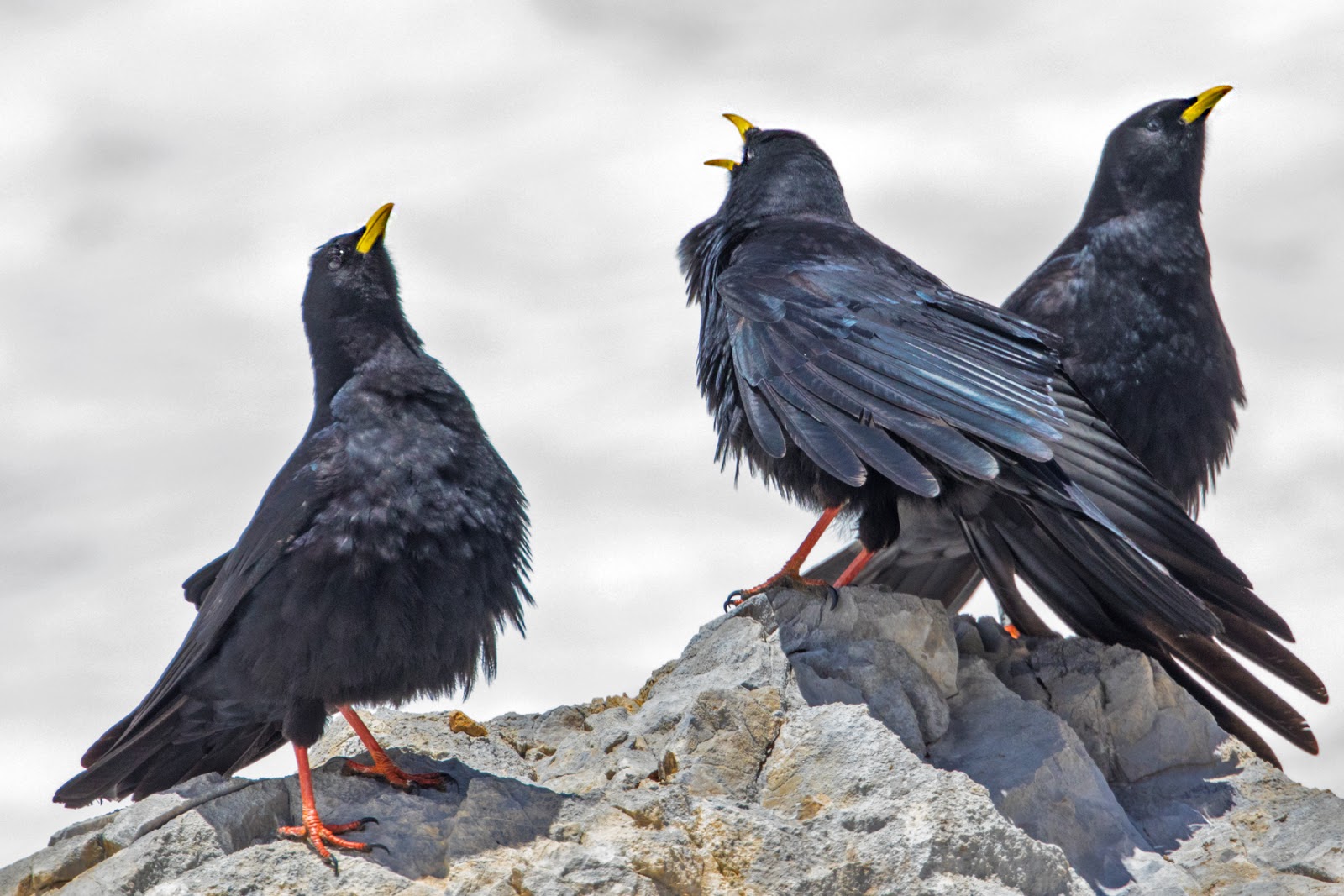 PETER'S PORTFOLIO..............Bird & Wildlife Photography: Alpine ...
