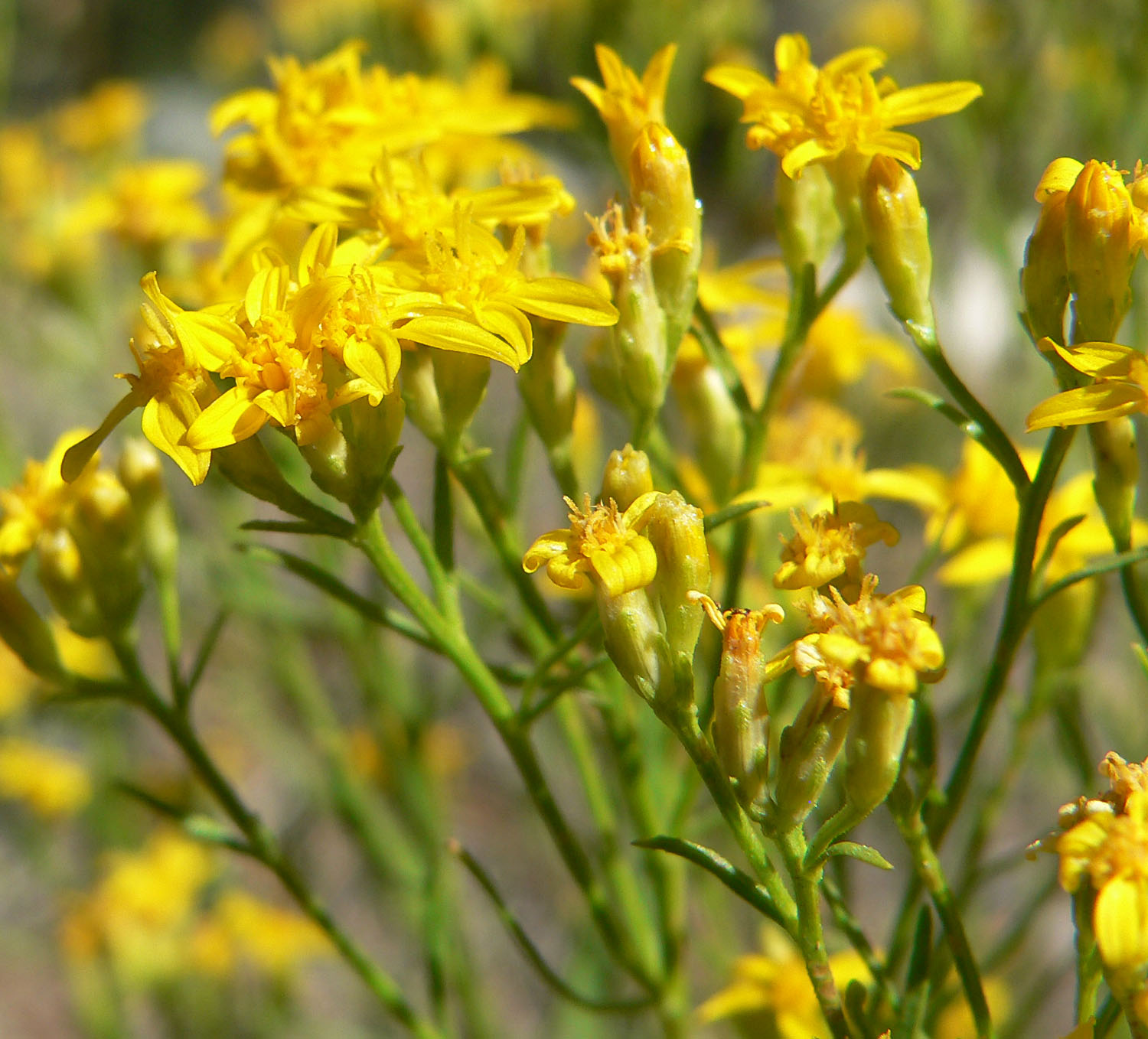 Stories from the Wigwam: Medicinal Monday - Beautiful Broom Snakeweed