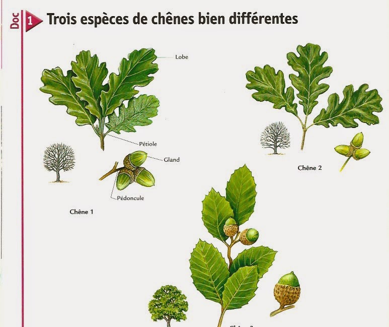 Les SVT dans l'Arène: Sixième : utiliser une clé de determination