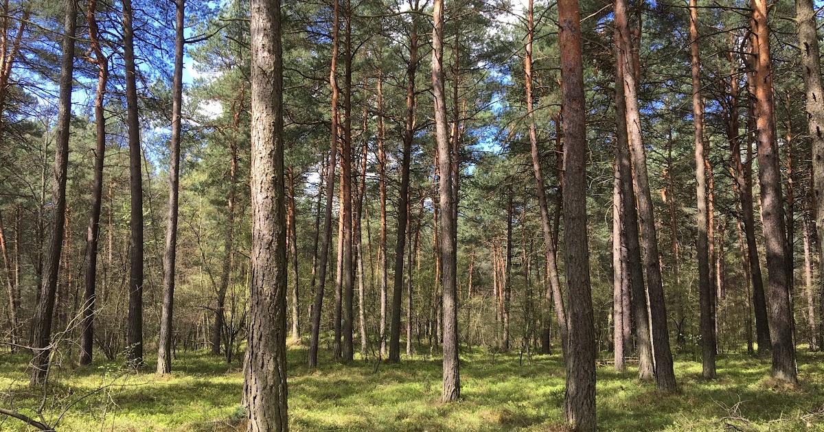 Polski wiosenny las - spacerkiem