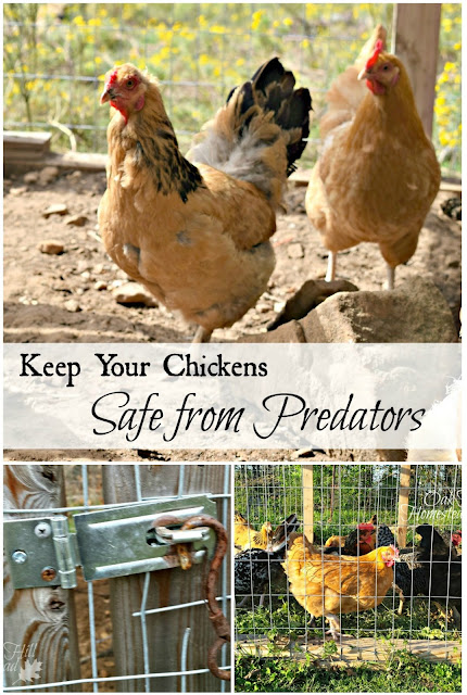 Keep Your Chickens Safe from Predators - Oak Hill Homestead