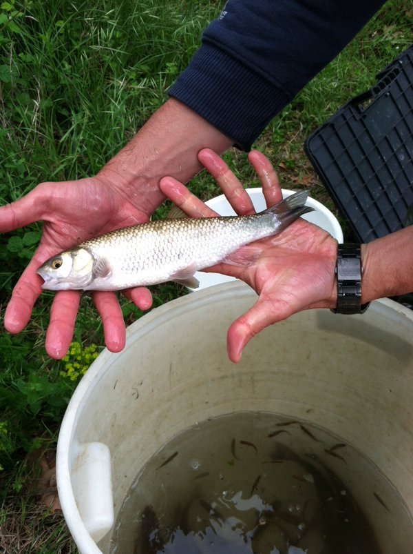 La Natura a la Baixa Tordera: Barb roig (Phoxinus bigerri) a la Conca ...