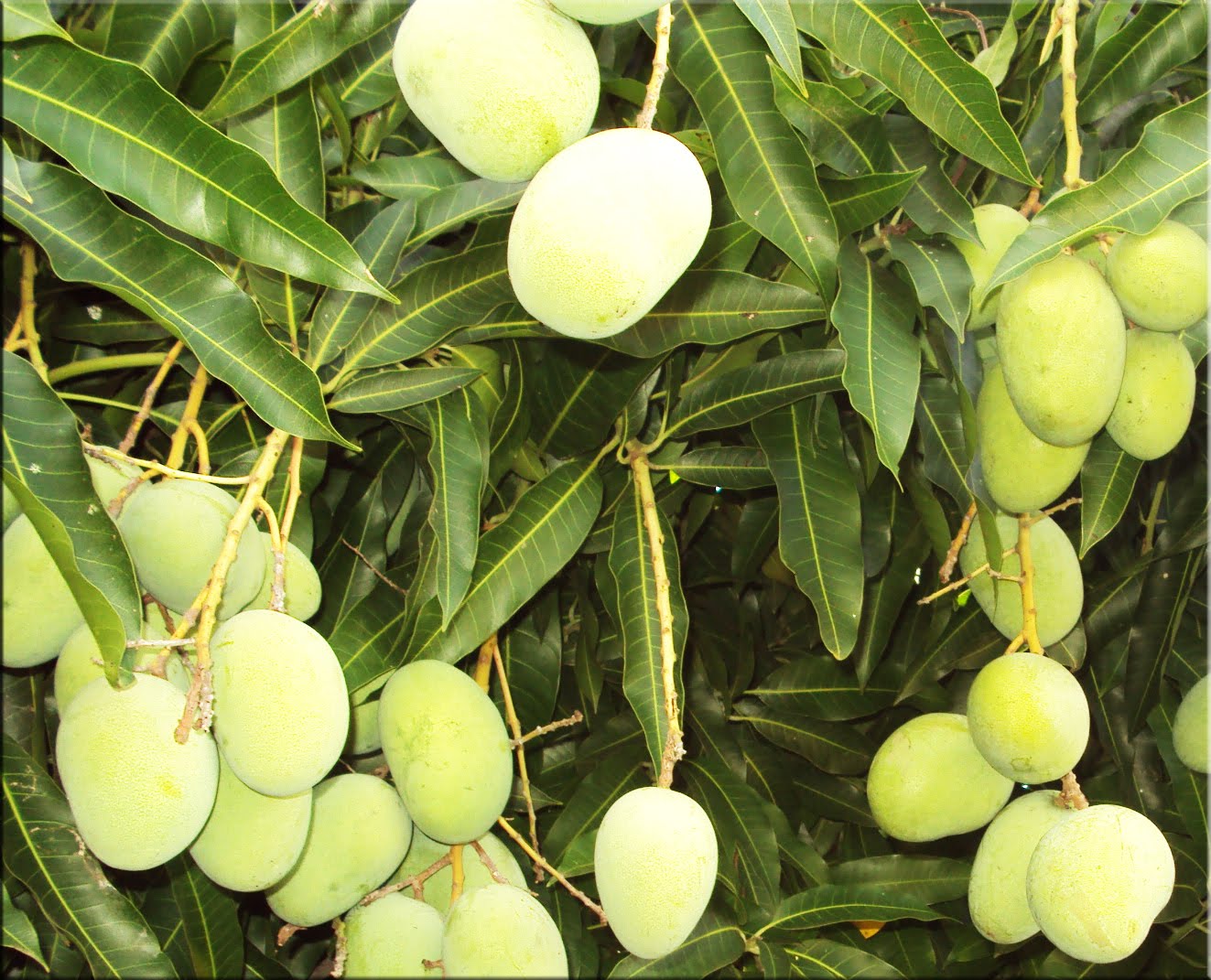 Mangueira - Mangifera indica L.