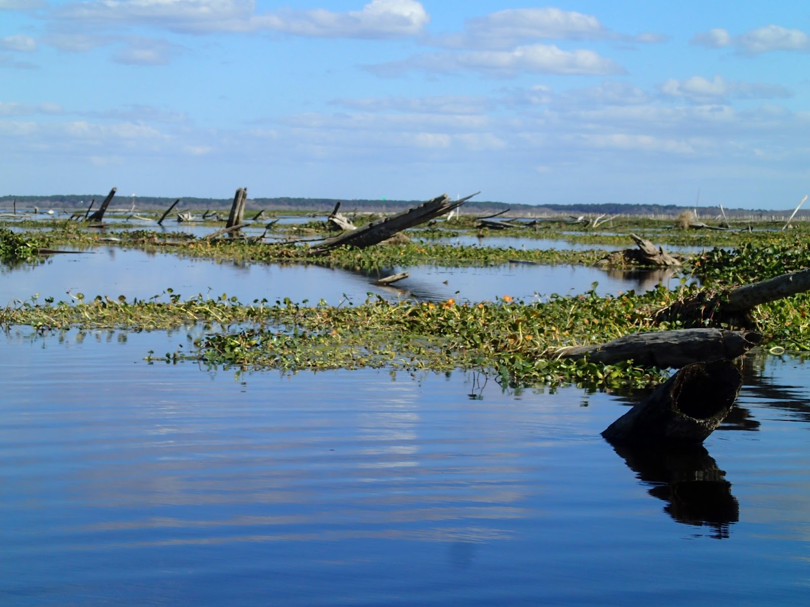 PURE FLORIDA: RODMAN RESERVOIR, PART 3 ... Crushing it.