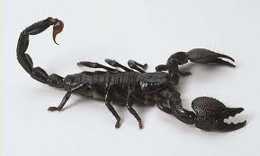 Hayvan Sevgisi Hayvanlar Alemi Hayvan Resimleri: Akrep Resimleri