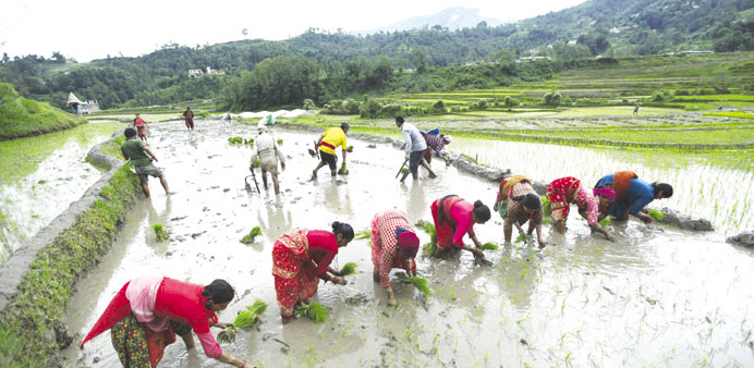 Rice planting season commenced in Nepal ~ Upakar Bhandari