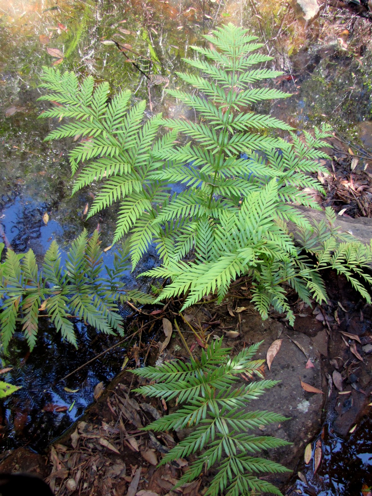 Sydney's Wildflowers and Native Plants: Todea barbara - King Fern.