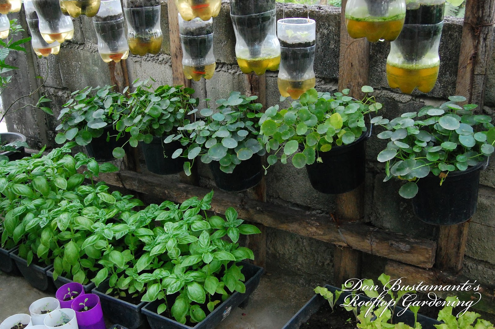 Don Bustamante's Rooftop Garden: Mga Benepisyo Sa Pagkakaroon ng ...
