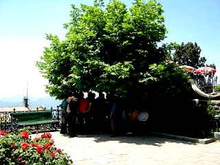 CHINAR SHADE : CHINAR TREES IN SHIMLA ( HIMACHAL PRADESH )