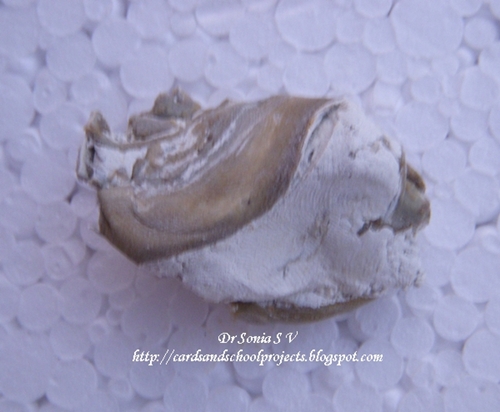 Cards and Crafts : Mseal Art Altered Project- Lady birds and Mseal Art ...