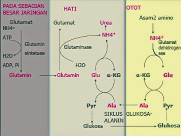 UNSOED INSIDE: METABOLISME PROTEIN