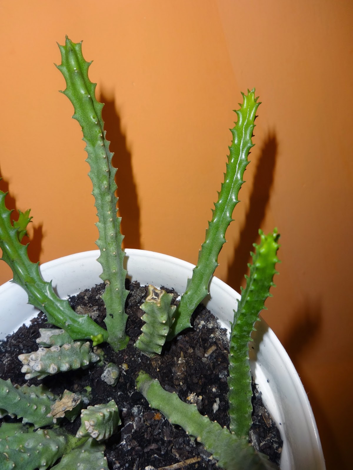 Zioła z Odległych Krain: Chong, Caralluma fimbriata - Czong, Karaluma