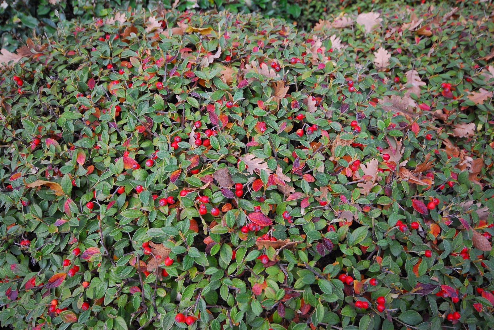 Mediterranean Gardens: Mediterranean climate lawns and groundcovers
