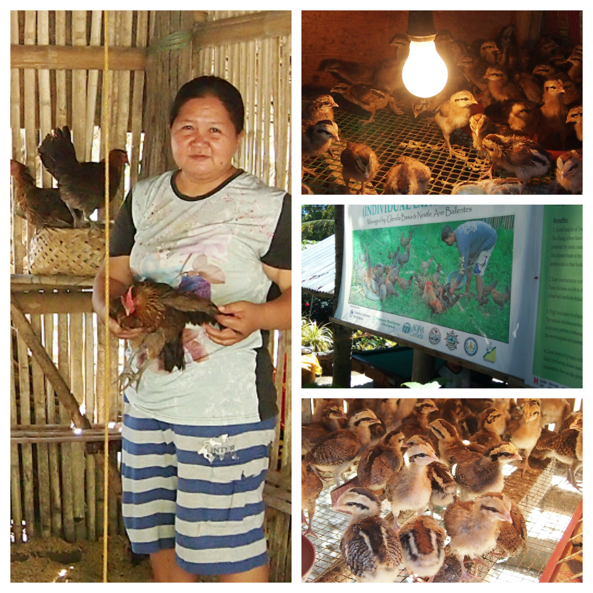 Field Notes: Darag native chicken farms in Panay | UEDC UPDATES