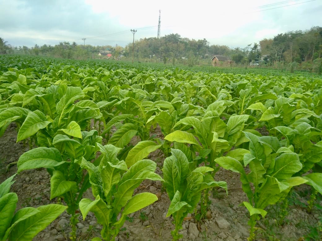 Kehidupan Petani Tembakau di Lombok Tengah, Pasca Gempa Melanda