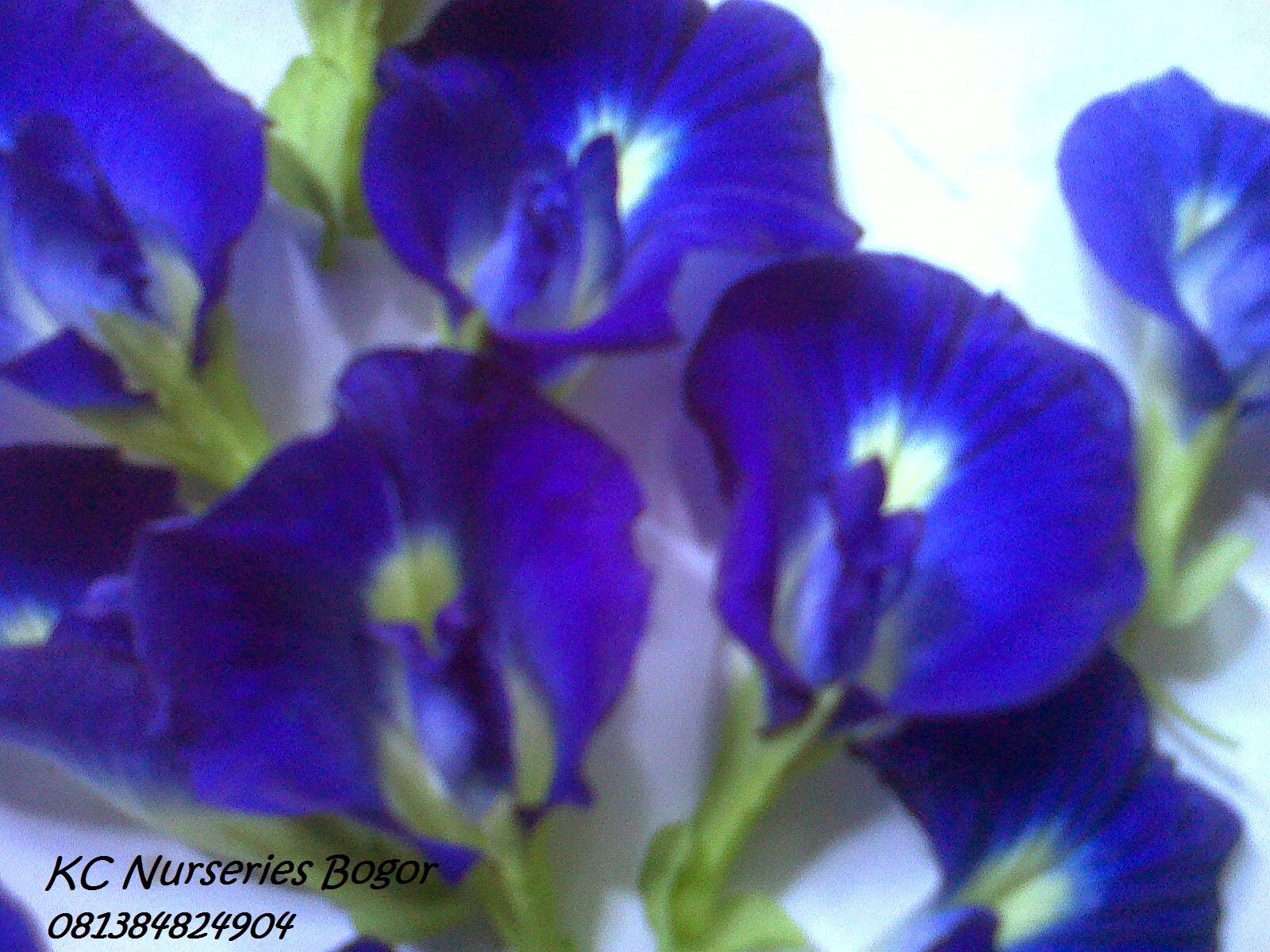 KC NURSERIES BOGOR: BUNGA TELANG sebagai Pewarna Alami Makanan