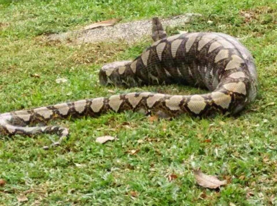 Malaysians Must Know the TRUTH: Perghhhh ..Ular Sawa Baham Rusa Di ...