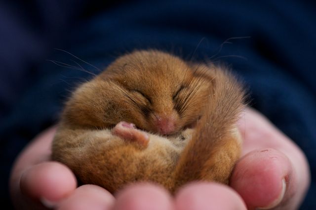 British Wildlife Centre ~ Keeper's Blog: Common Dormouse; Species Profile