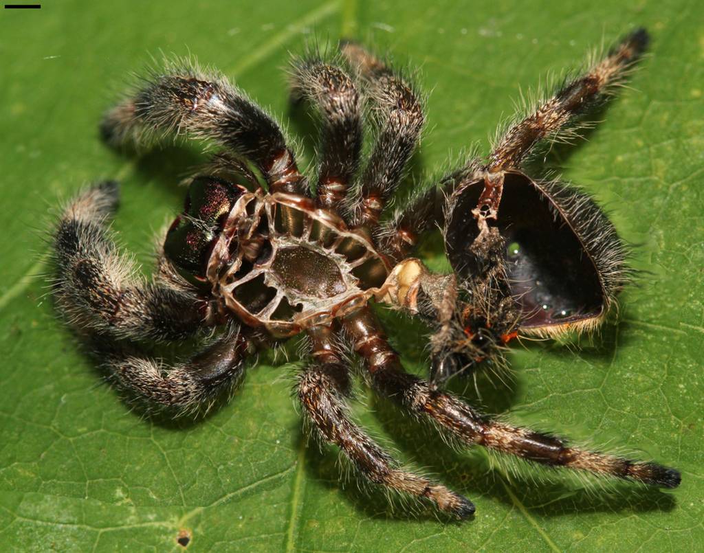 Ecdysis: When Growing Up is More than Skin Deep | The Ark In Space