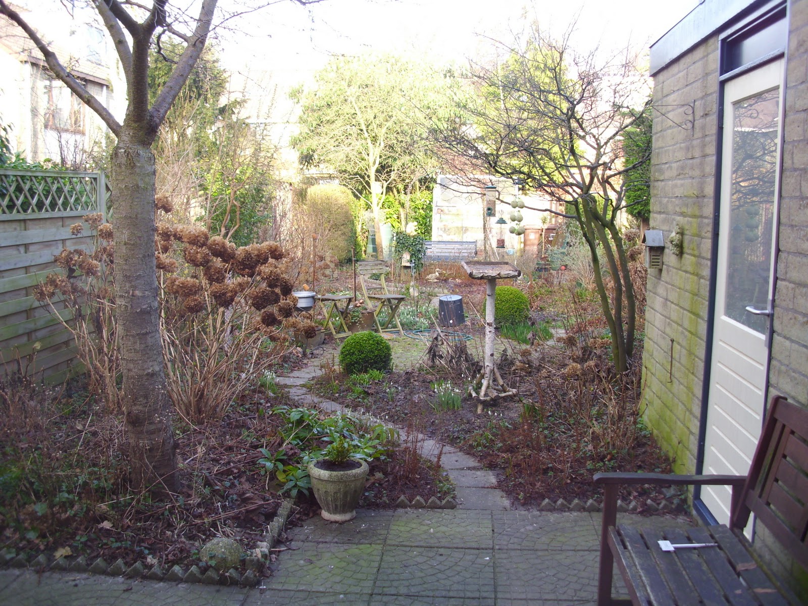 Sunshine and Shadow: Sneeuwklokjes in een kale tuin.