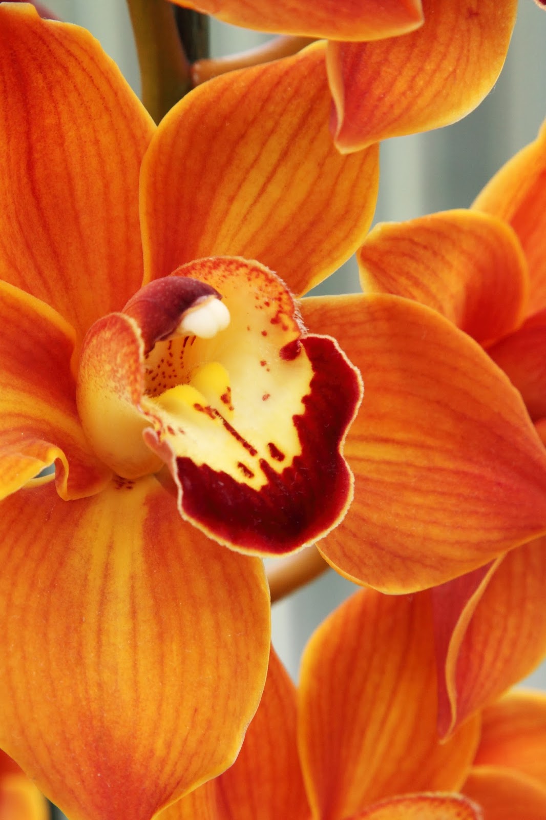 orange orchids