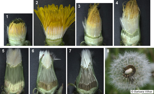 Iz malega zraste veliko: Kako nastane regratova lučka?